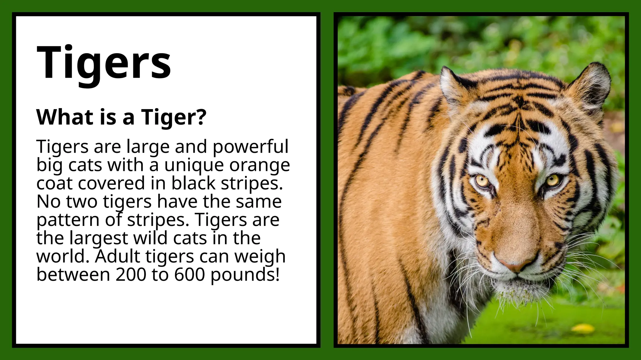 Green White Clean Digital Text Features About Tigers Education Presentation.pptx