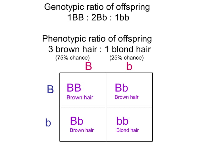 Gregor Mendel & Punnett Squares