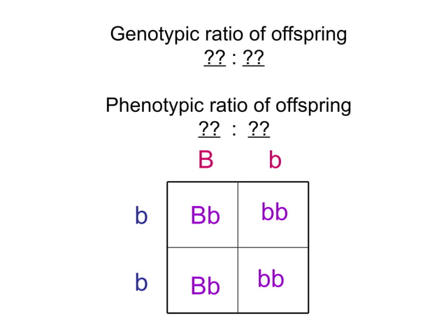 Gregor Mendel & Punnett Squares