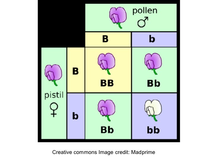 Gregor Mendel & Punnett Squares