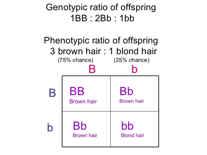Dihybrid Punnett Square Genotype Ratio Punnett Squares Darwin s Dihybrid Punnett Square Genotype Ratio Punnett Squares Darwin s
