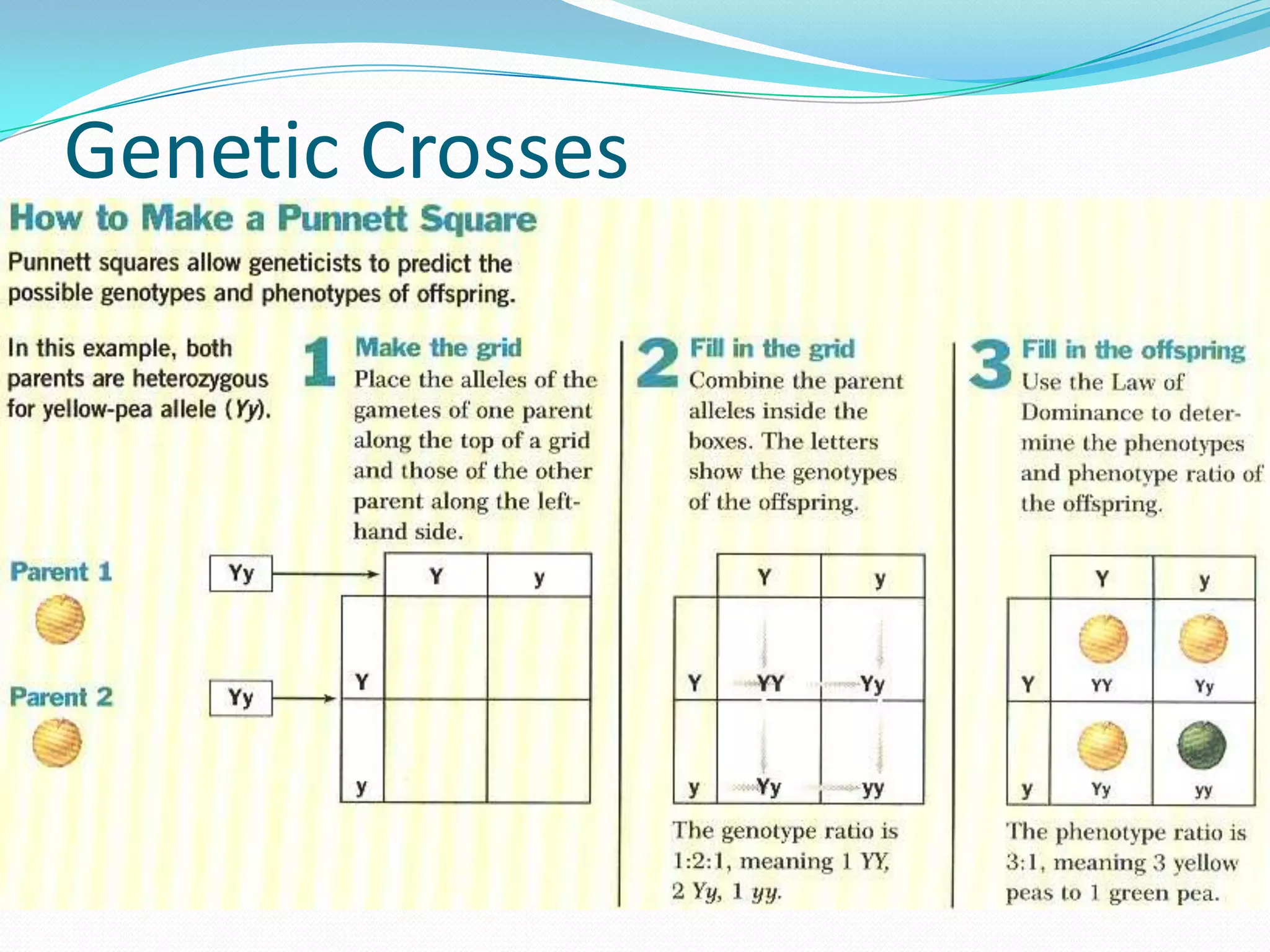 Gregor Mendel Genetics | PPT