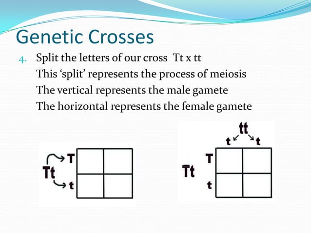 Gregor Mendel Genetics | PPT