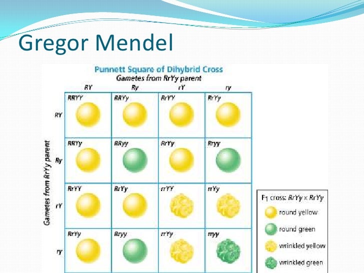 Gregor Mendel Genetics