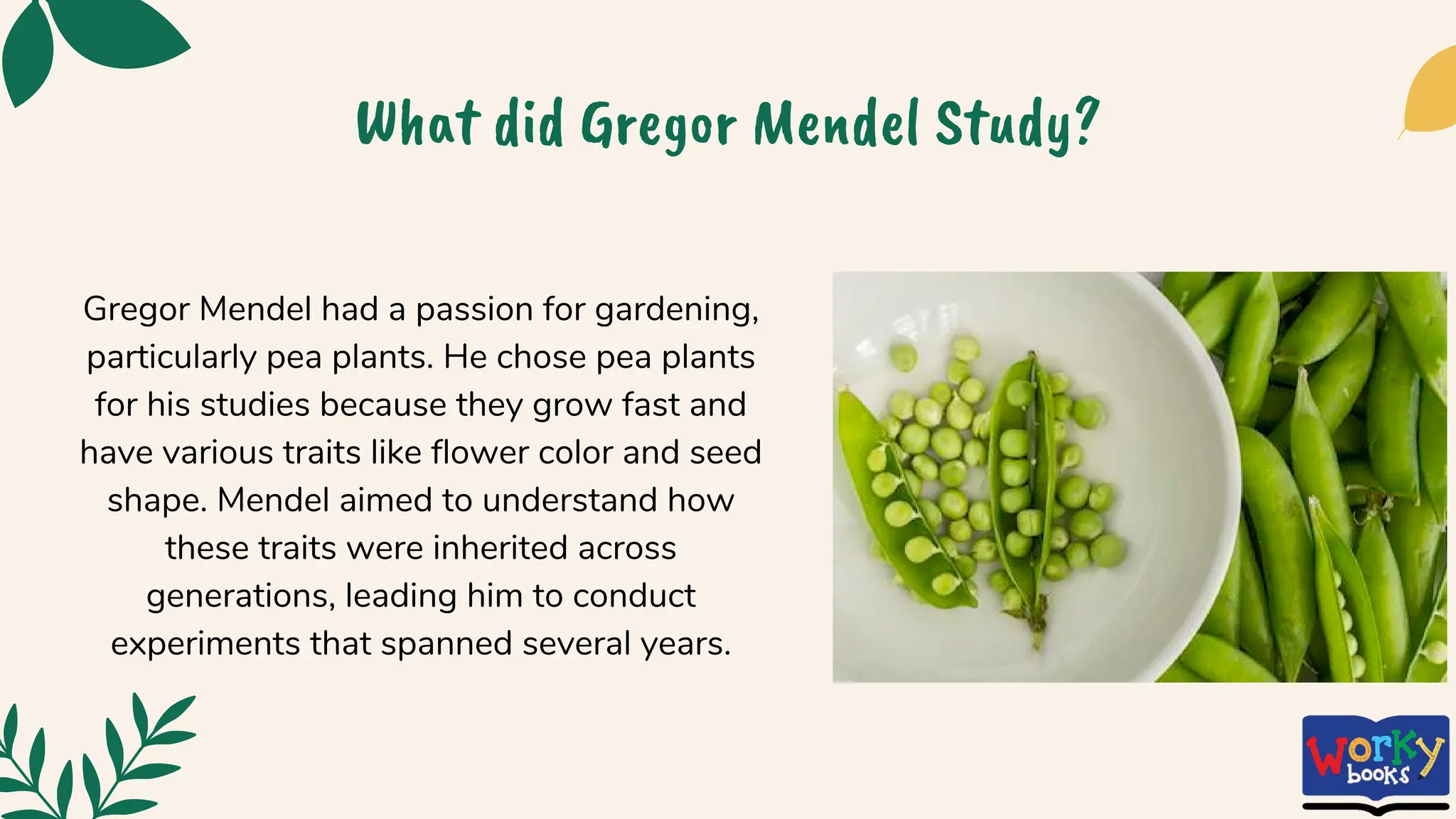 Gregor Mendel Discovery of Traits.pdf | Workybooks | PDF