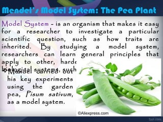 Gregor Mendel's Experiment and Monohybrid Cross | PPT