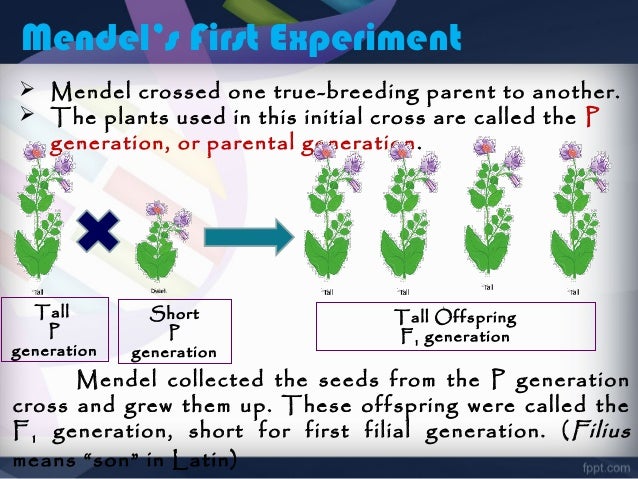 Gregor Mendel's Experiment and Monohybrid Cross
