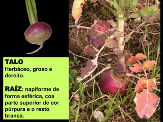 Grelos nabos | PPT