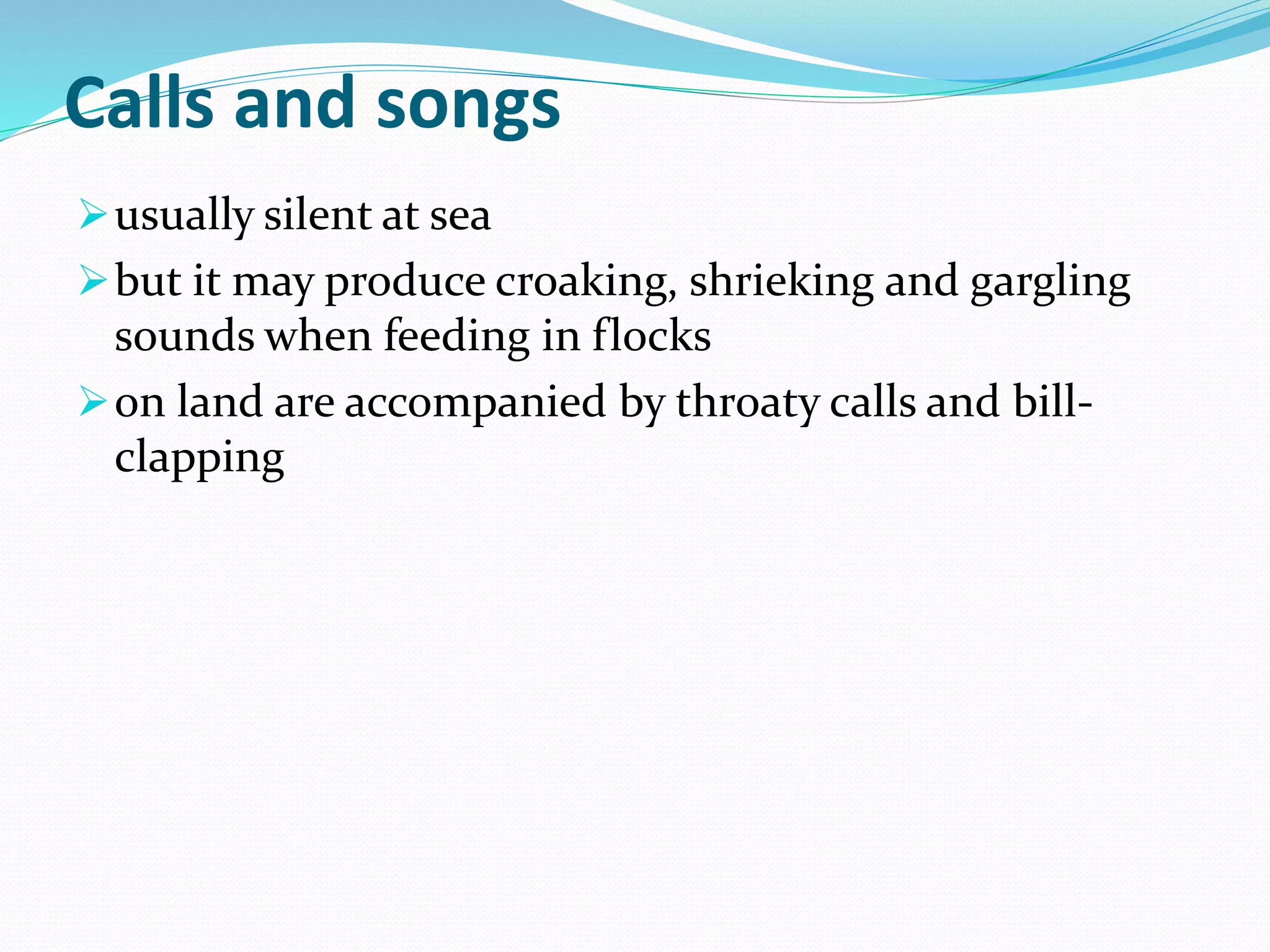 Grey headed albatross | PPT