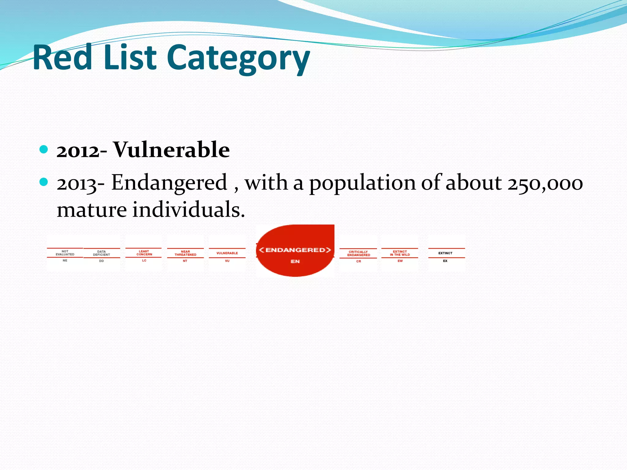 Grey headed albatross | PPT
