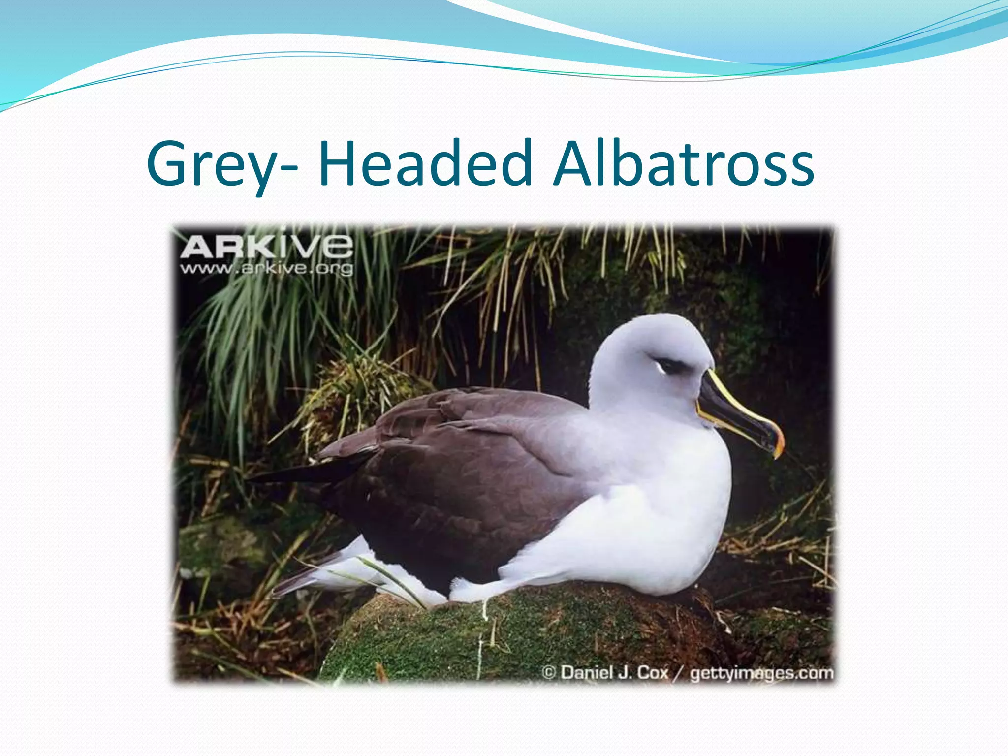 Grey headed albatross | PPT