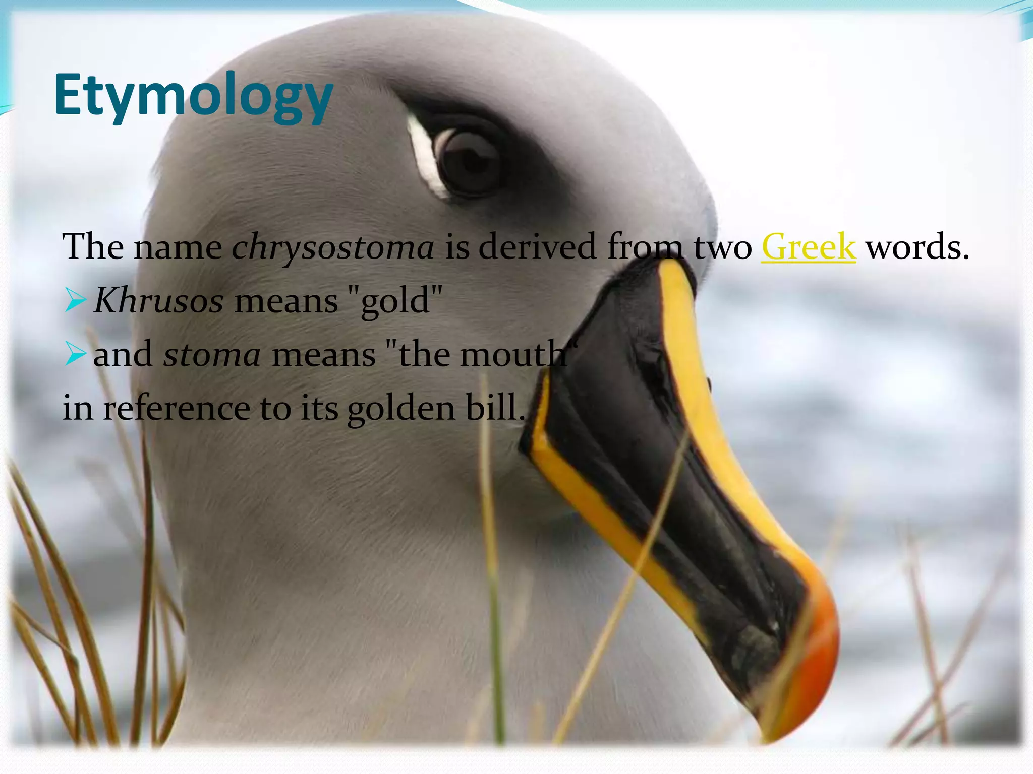 Grey headed albatross | PPT