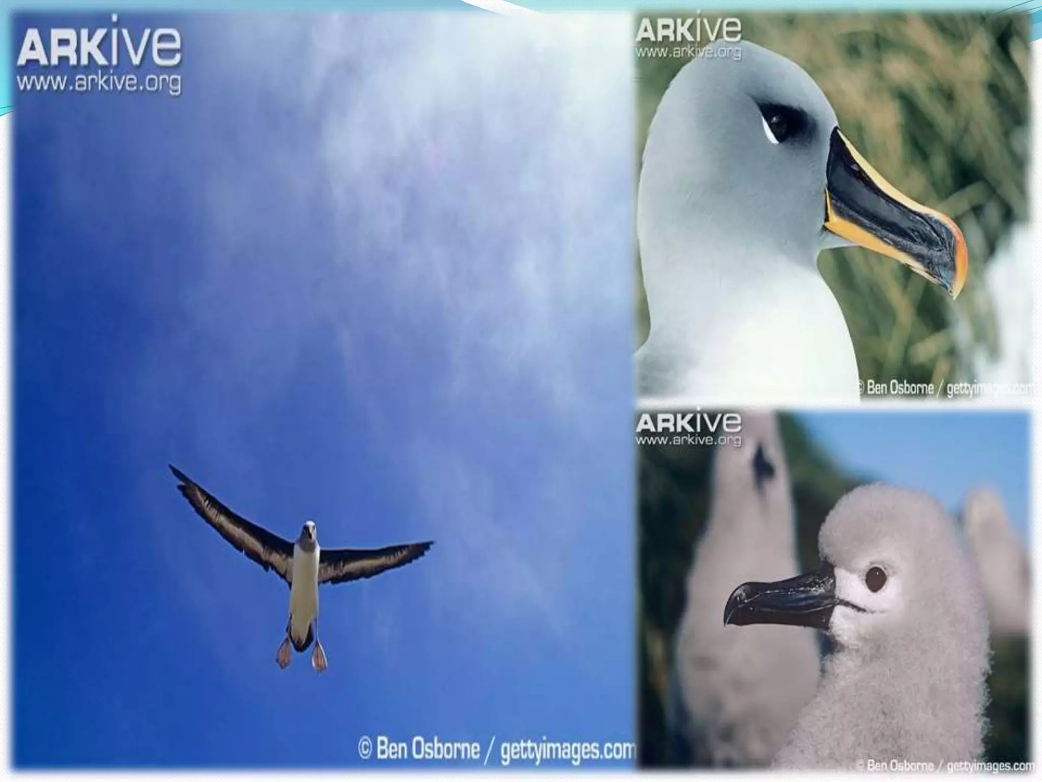 Grey headed albatross | PPT