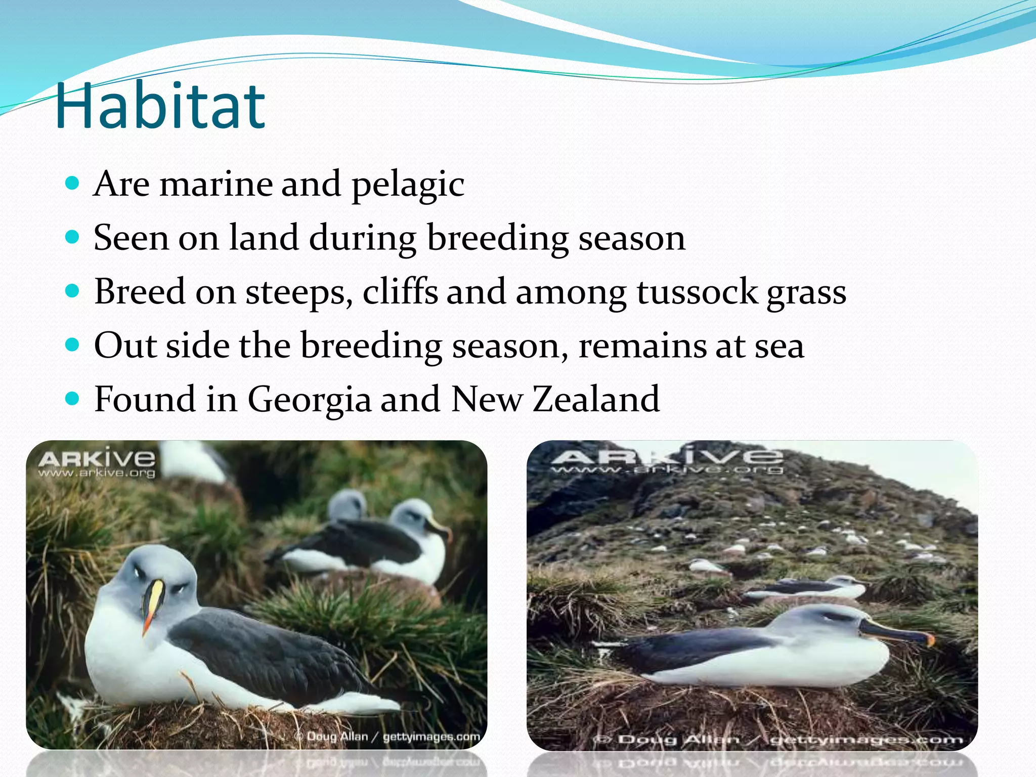 Grey headed albatross | PPT