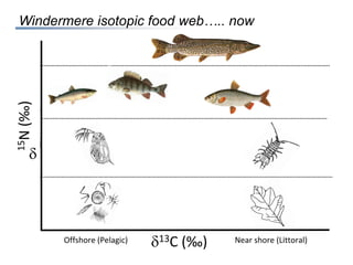 Archives and isotopes: changes afoot in the food web of Windermere | PPT