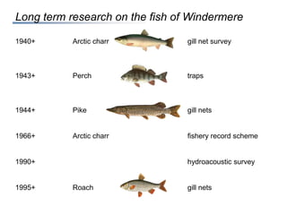 Archives and isotopes: changes afoot in the food web of Windermere | PDF