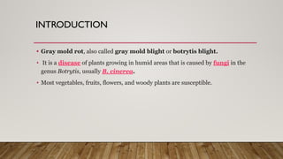 Grey mold | PDF
