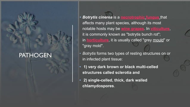 Grey mold | PDF | Gardening | Home & Garden