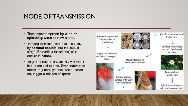 Grey mold | PDF | Gardening | Home & Garden