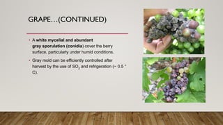 Grey mold | PDF