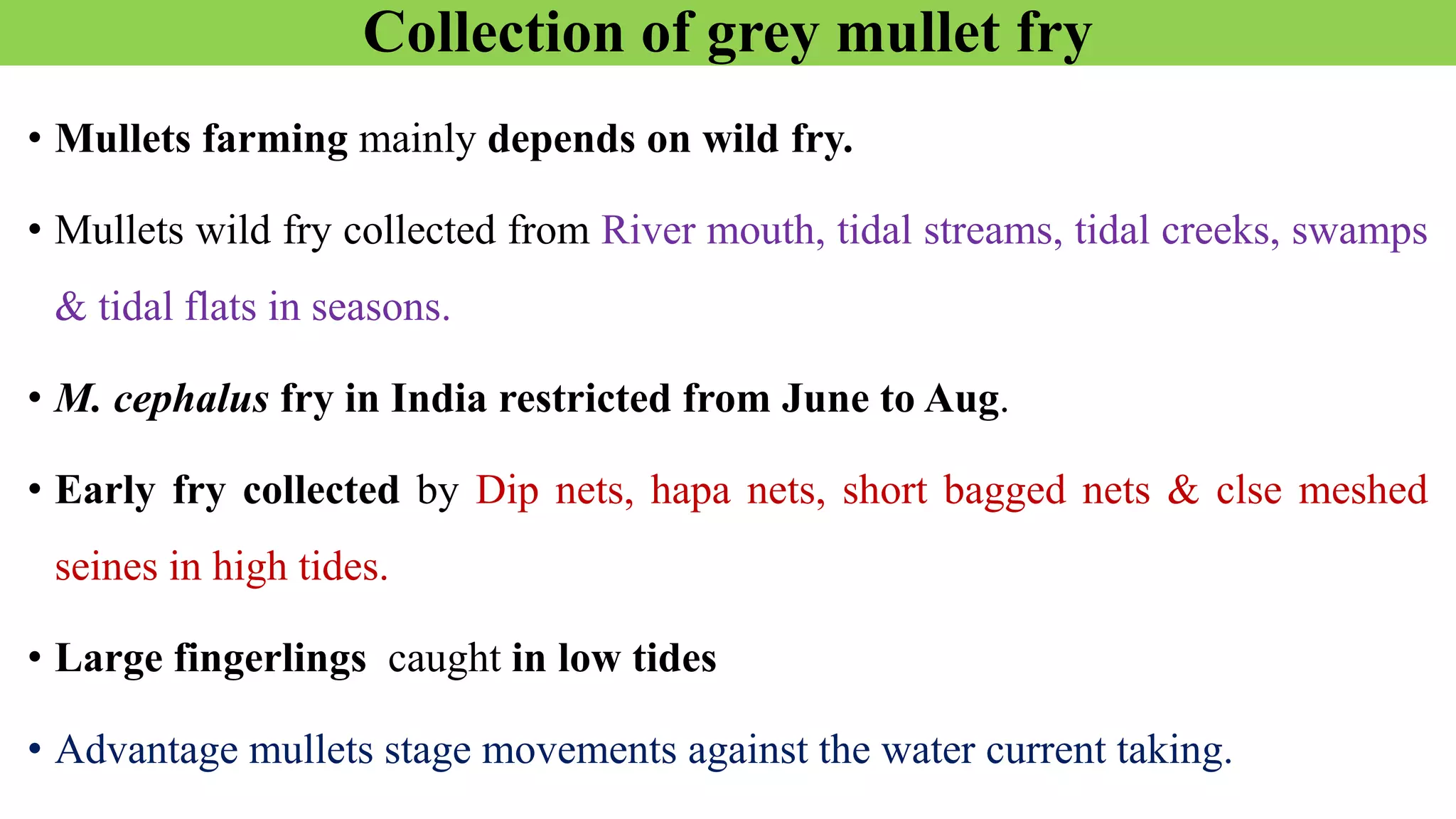 Grey mullet culture | PPTX