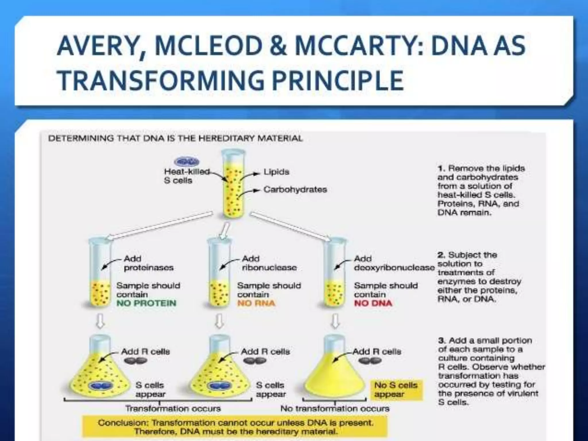 IDENTIFICATION OF GENETIC MATERIAL-THE GRIFFITH’S EXPERIMENT and AVERY ...