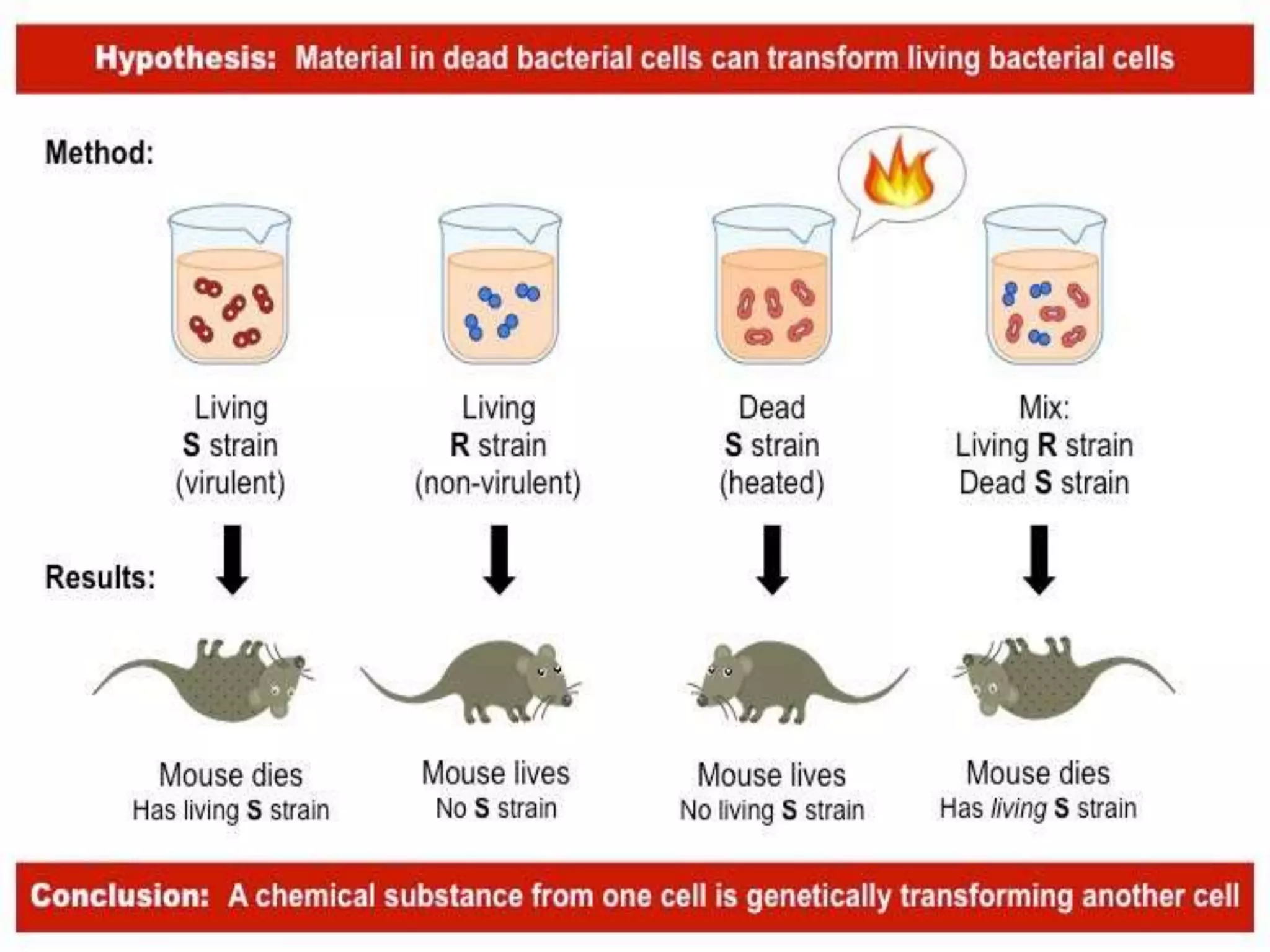 IDENTIFICATION OF GENETIC MATERIAL-THE GRIFFITH’S EXPERIMENT and AVERY ...