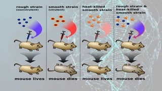 Griffith experiment | PPTX