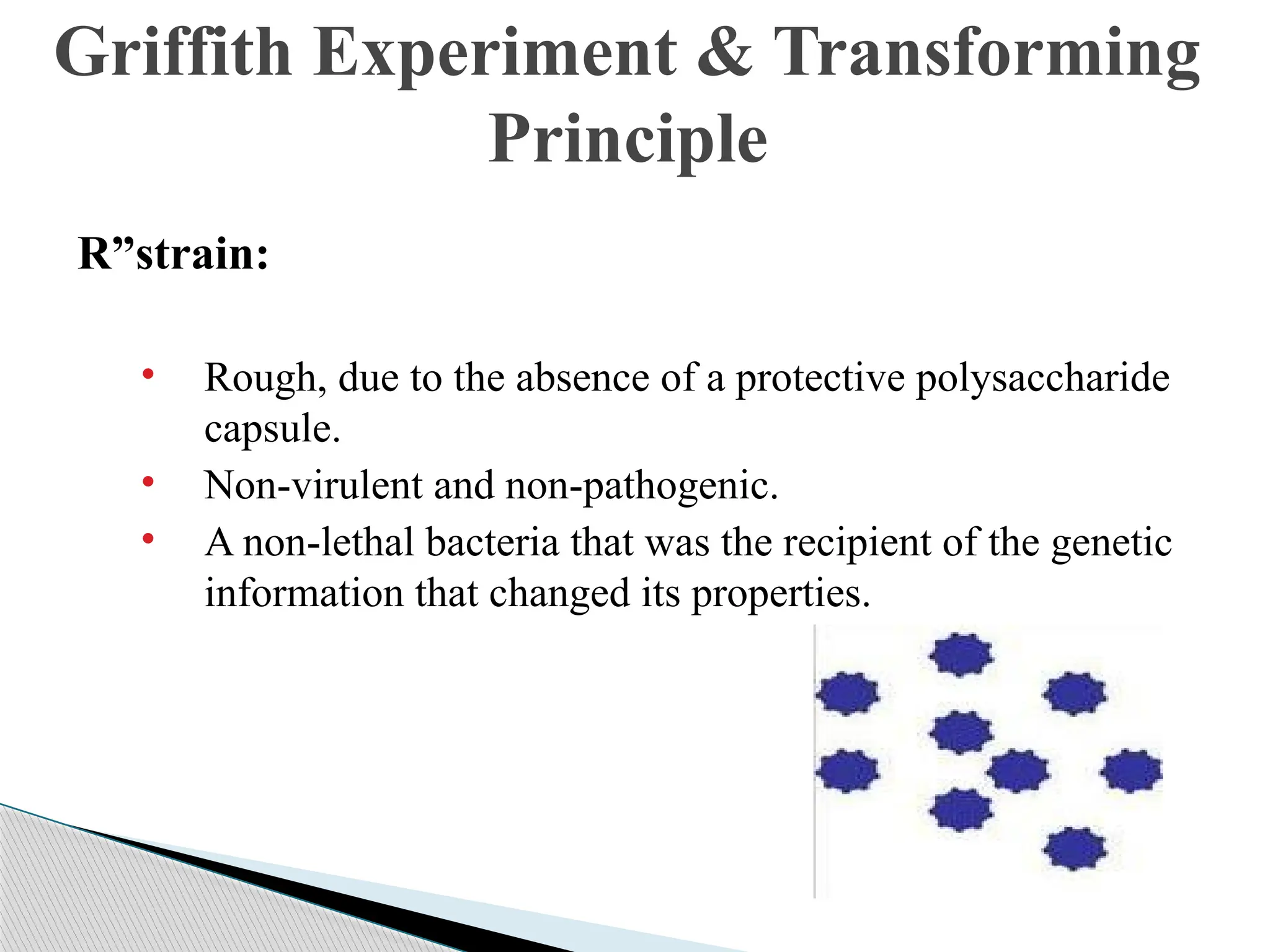 Griffith Experiment Transformation Principle Molecular Biology Pptx