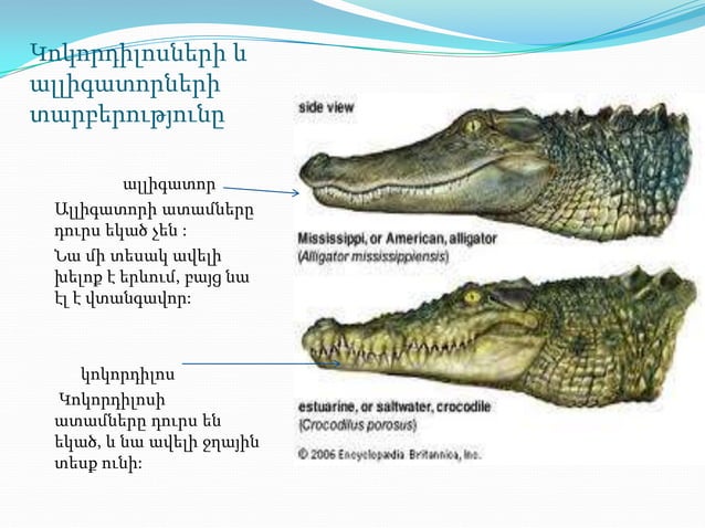 Grigor gasparyan 4 1 nor dproc | PPTX