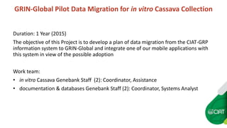 GRIN global pilot data migration for in vitro cassava collection at CIAT | PPTX | Databases ...