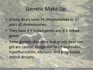 Grizzly bear | PPT