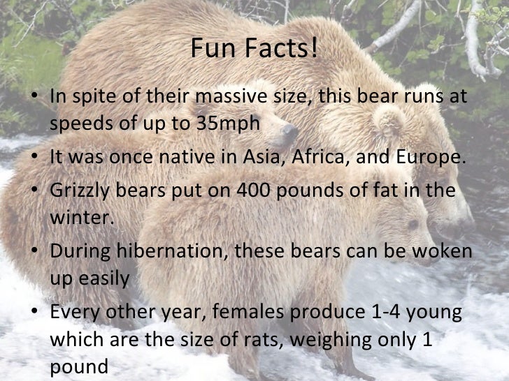 Utterly Incredible Facts About The Hibernation Of Bears