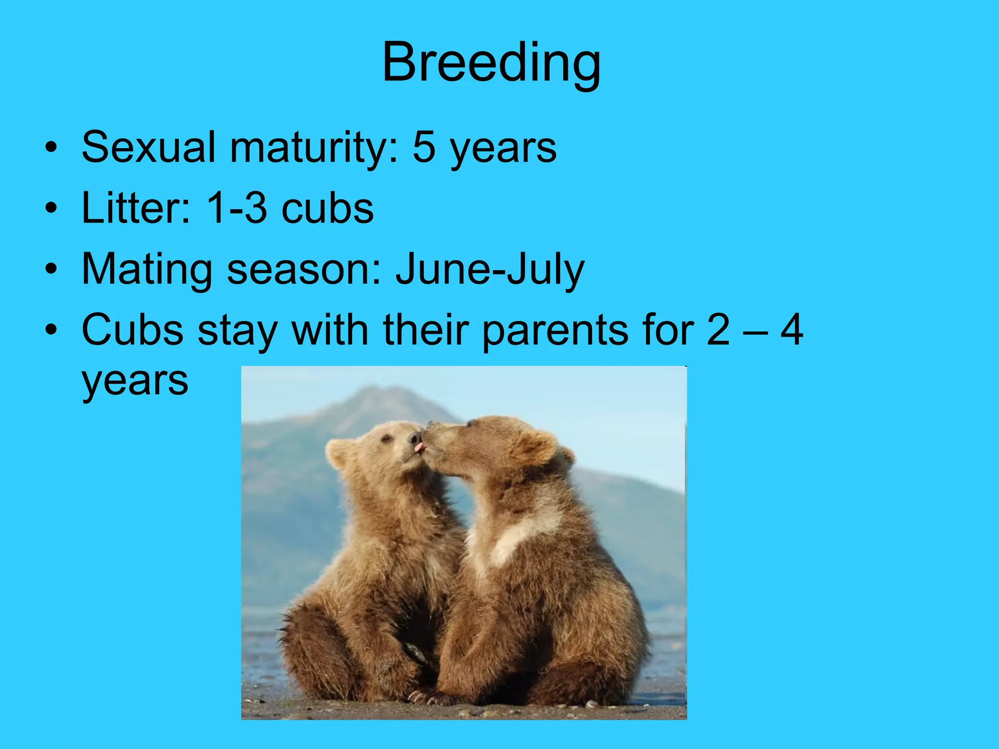 Grizzly bear devin felger 6 | PPT | Dogs | Pets