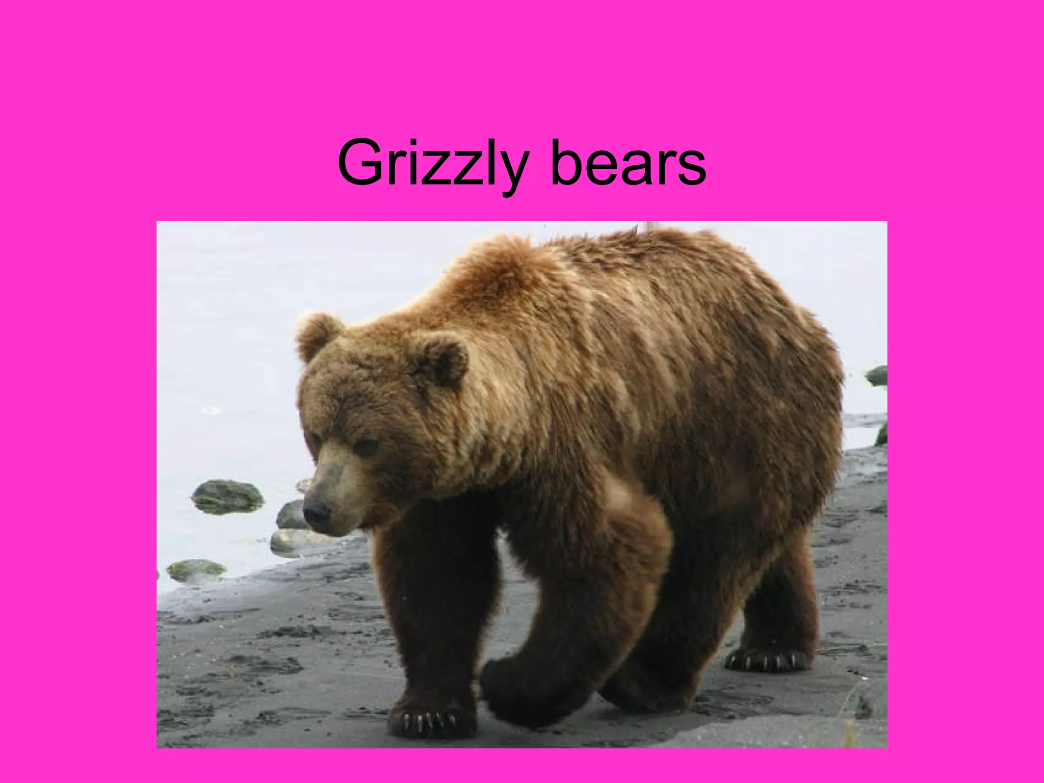 Grizzly bears | PPT