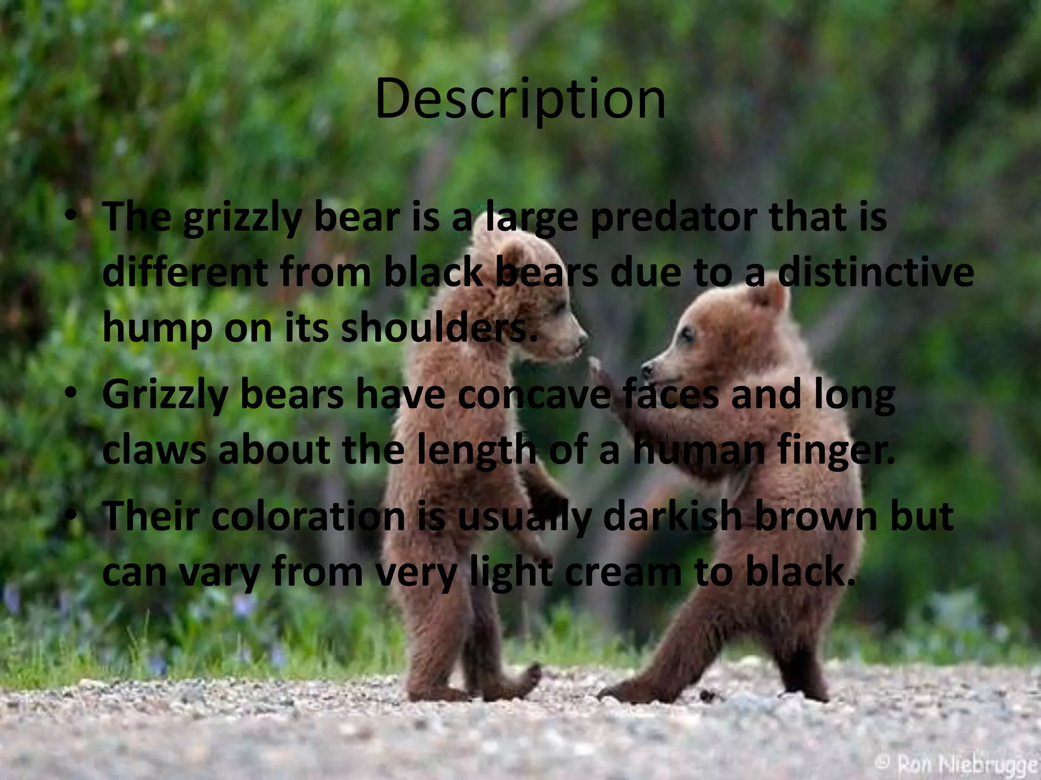 Grizzly bear’s | PPTX