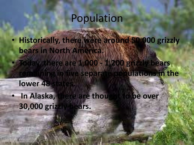 Grizzly bear’s | PPT
