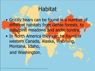 Grizzly bears emily reclite zero period | PPT