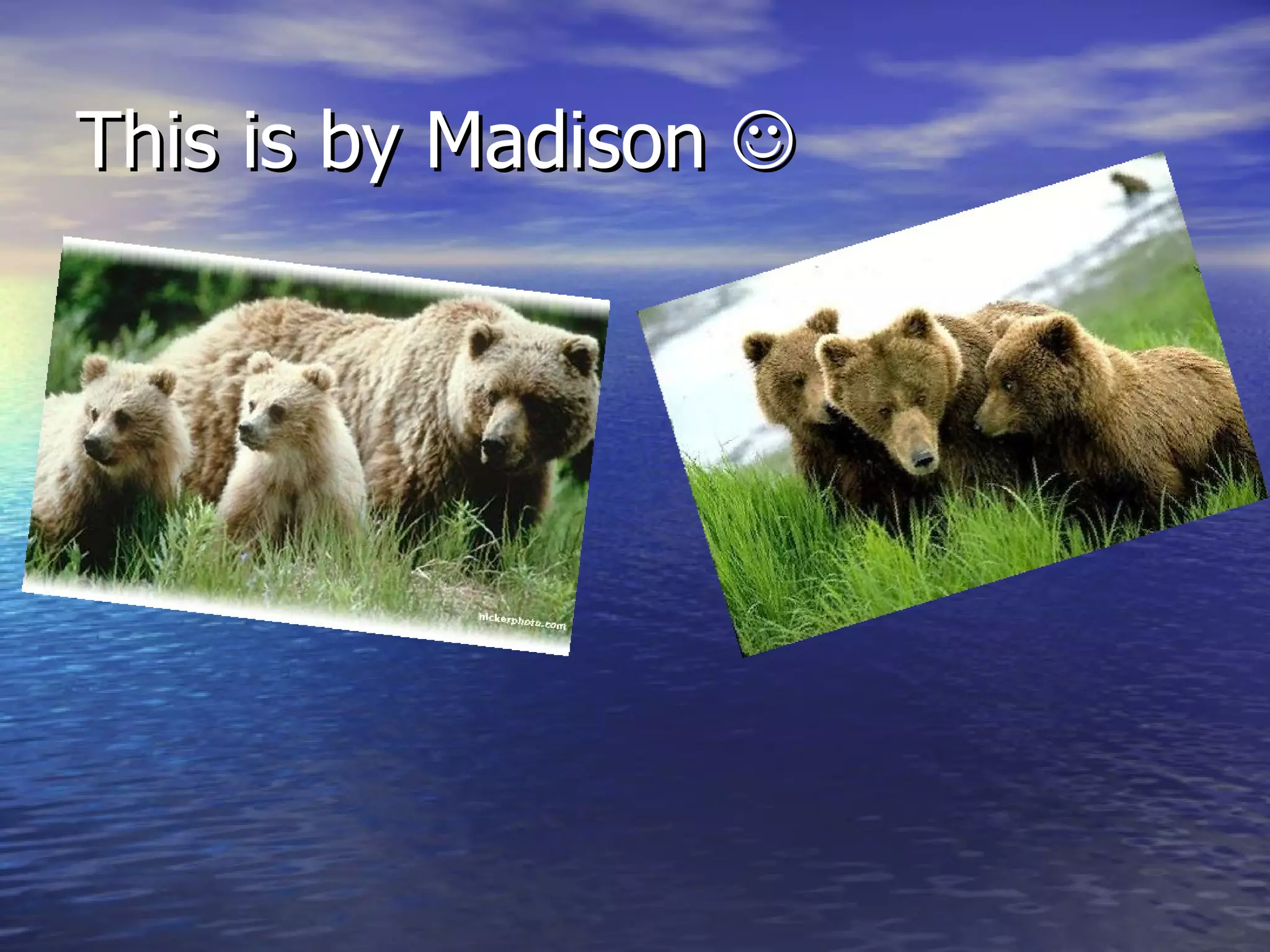 Grizzly bears madison | PPT