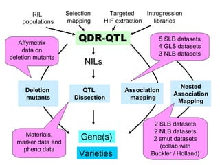 ARM 2007: Dissection, characterisation and utilisation of disease QTL ...