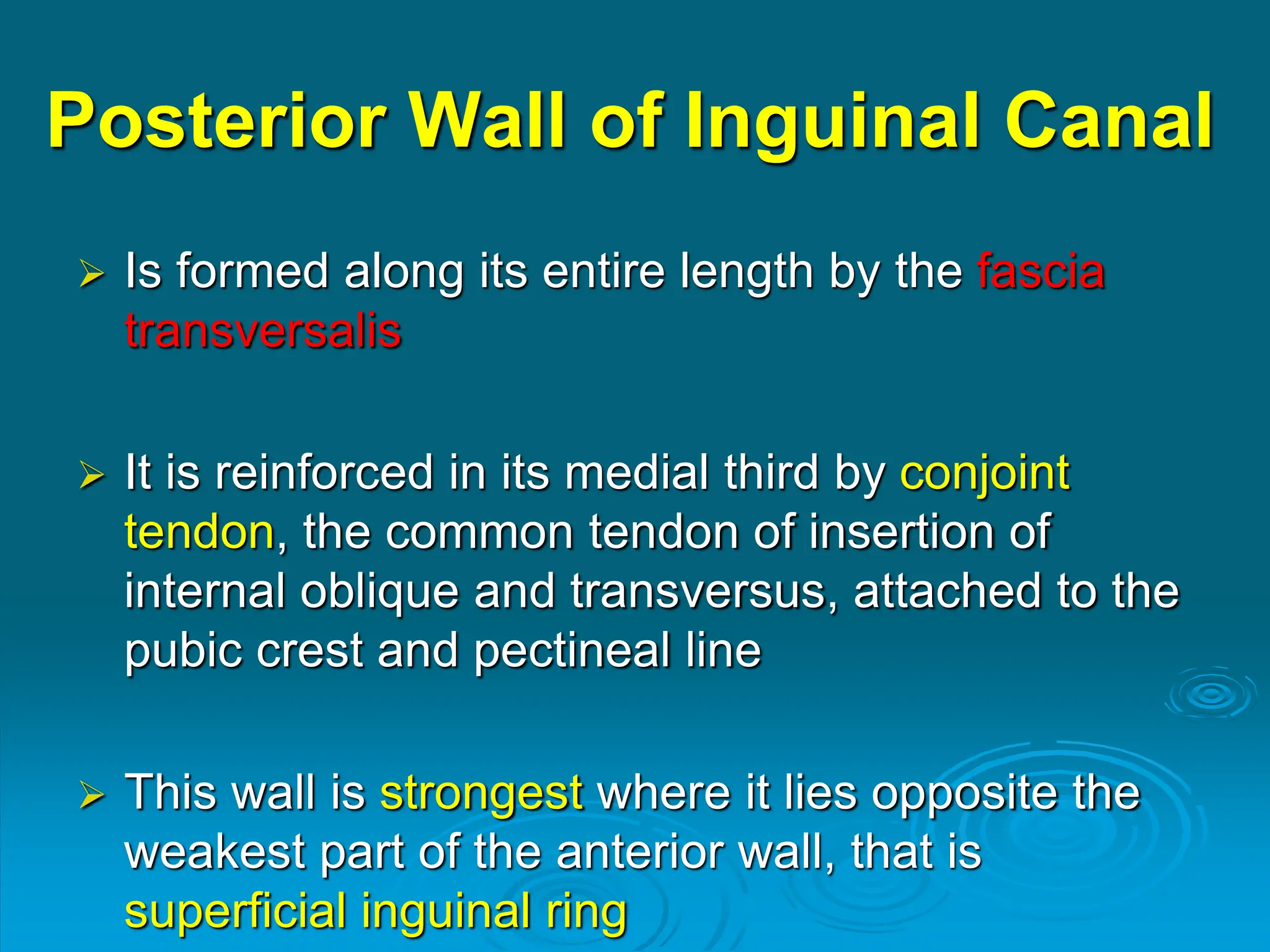 Groin anatomy inguinal hernia clinical anatomy | PPT