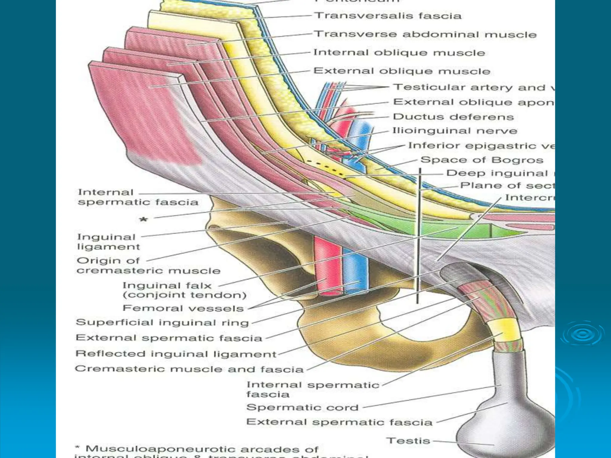 Groin Anatomy Inguinal Hernia Clinical Anatomy Ppt
