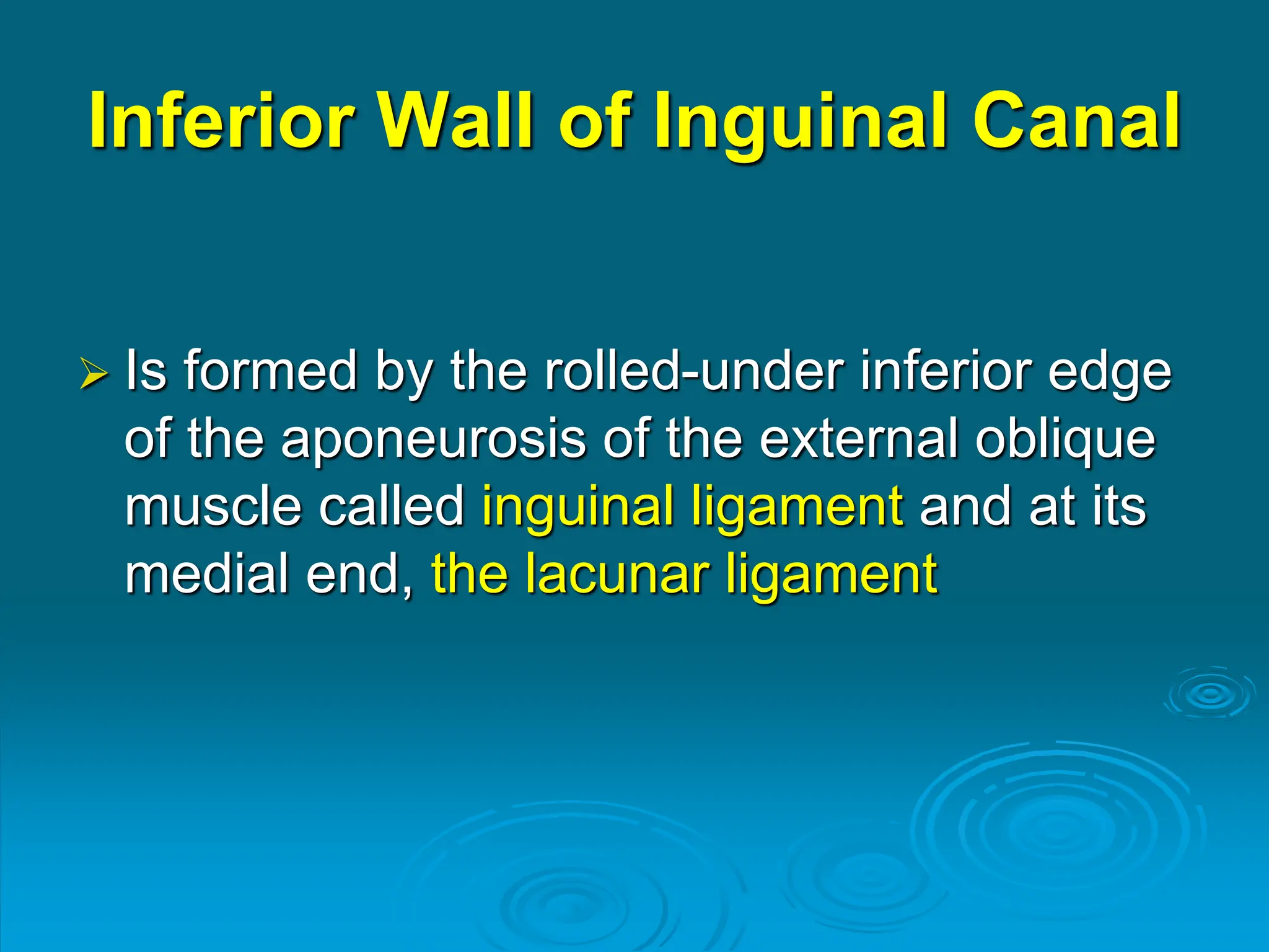 Groin anatomy inguinal hernia clinical anatomy | PPT