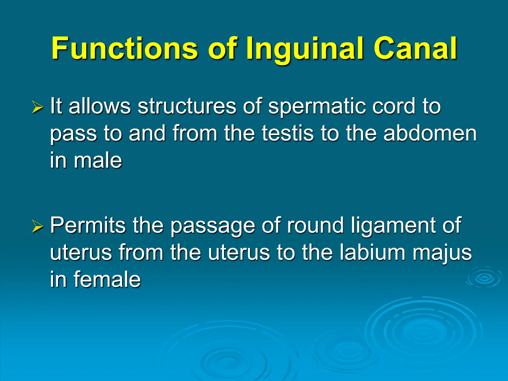 Groin anatomy inguinal hernia clinical anatomy | PPT