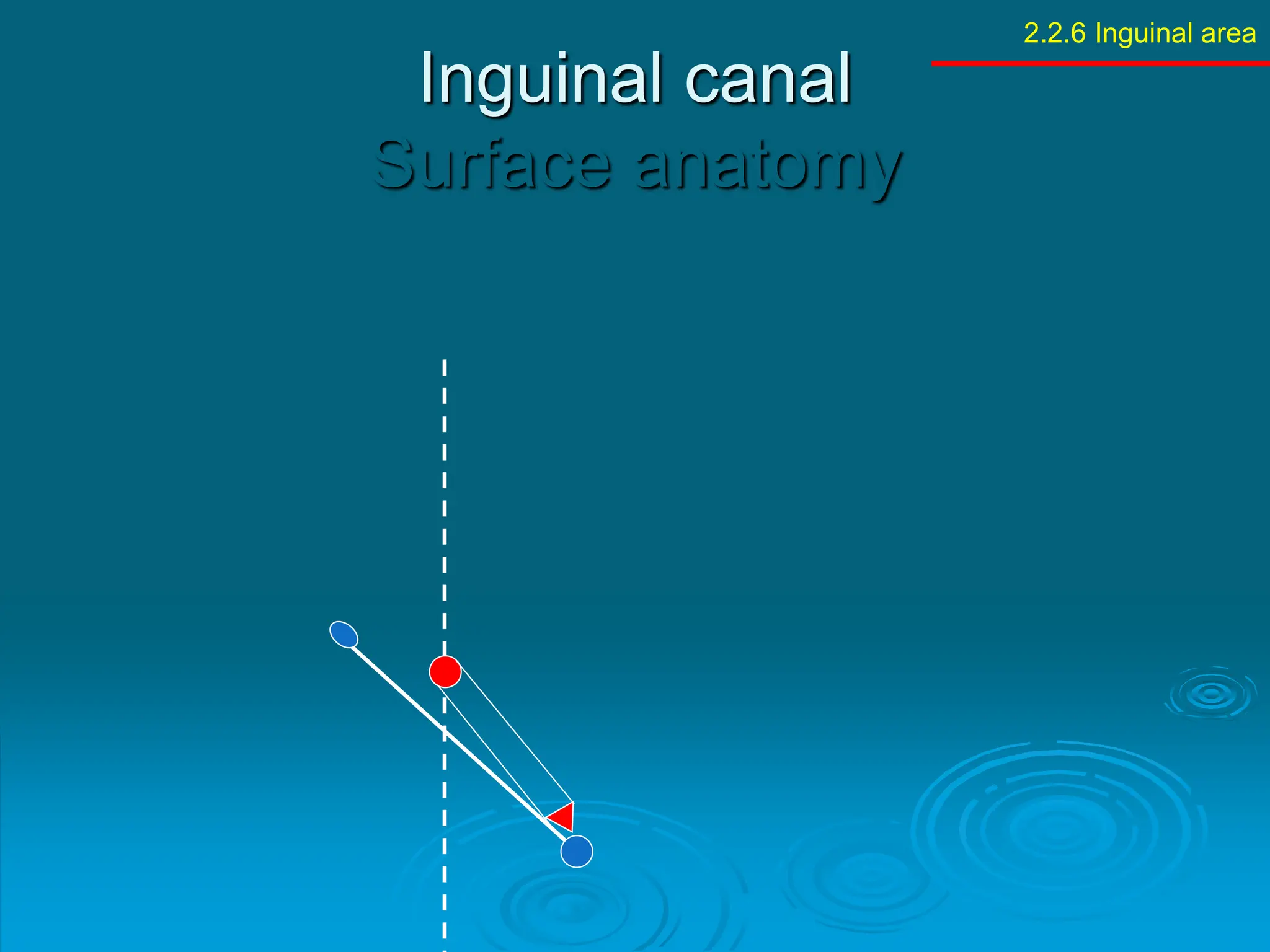 Groin anatomy inguinal hernia clinical anatomy | PPT