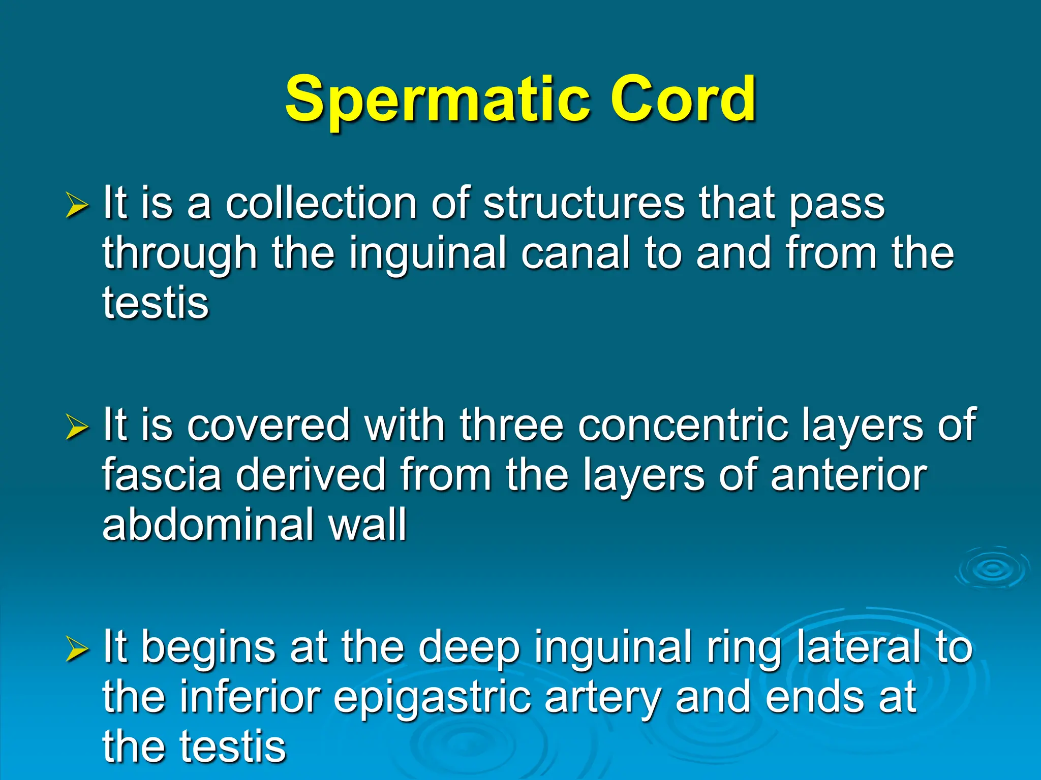 Groin anatomy inguinal hernia clinical anatomy | PPT
