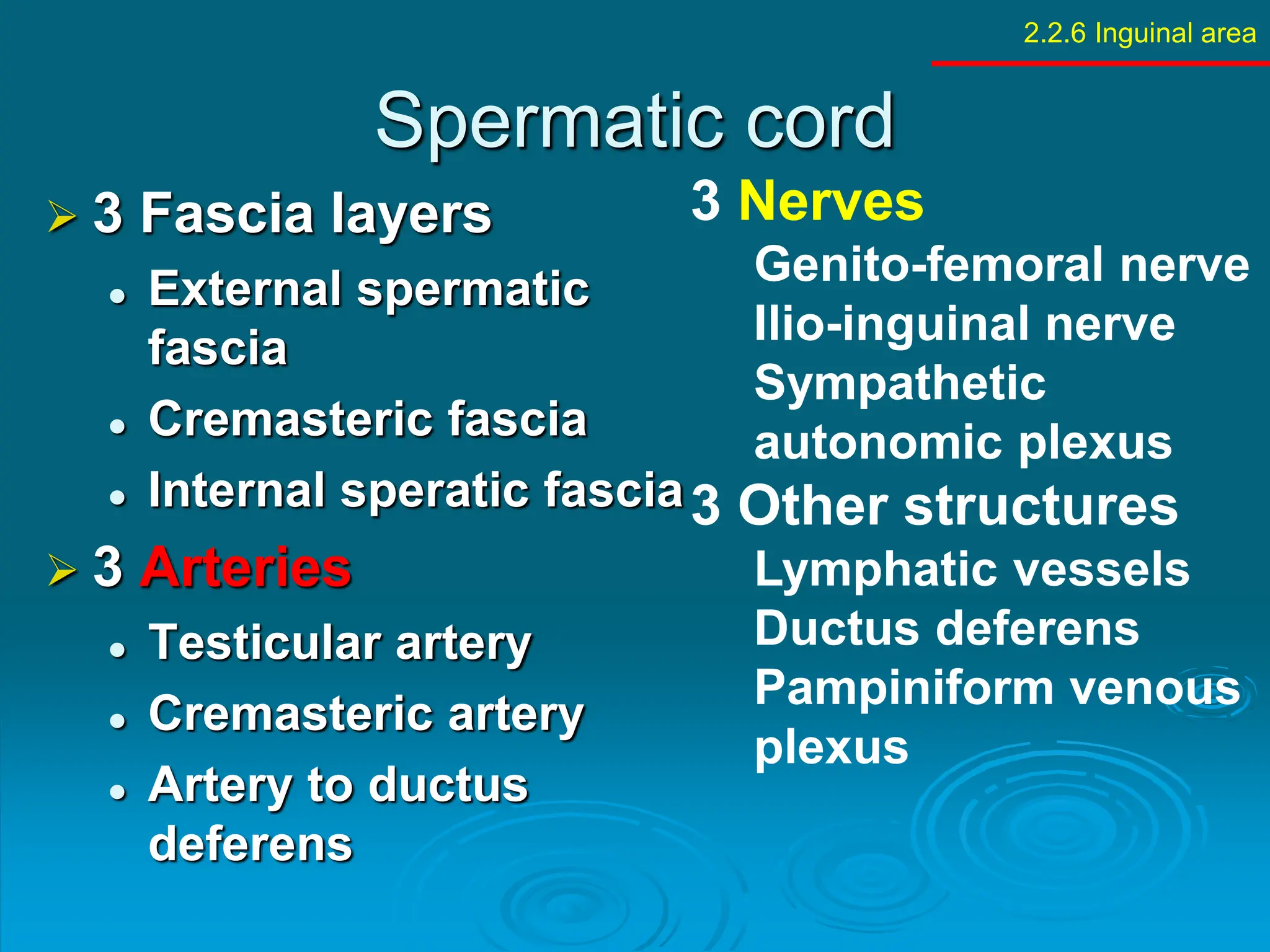 Groin anatomy inguinal hernia clinical anatomy | PPT