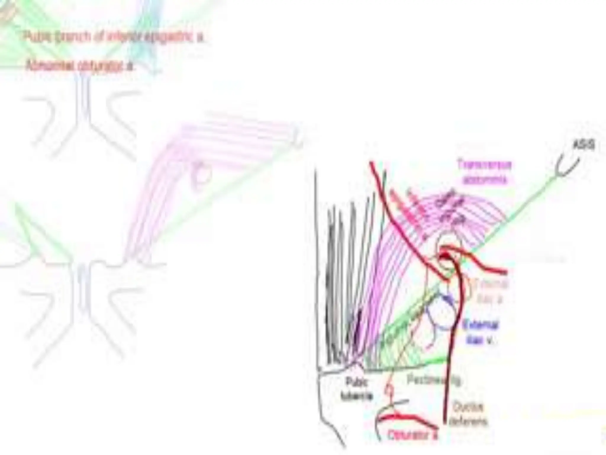 Groin anatomy inguinal hernia clinical anatomy | PPT