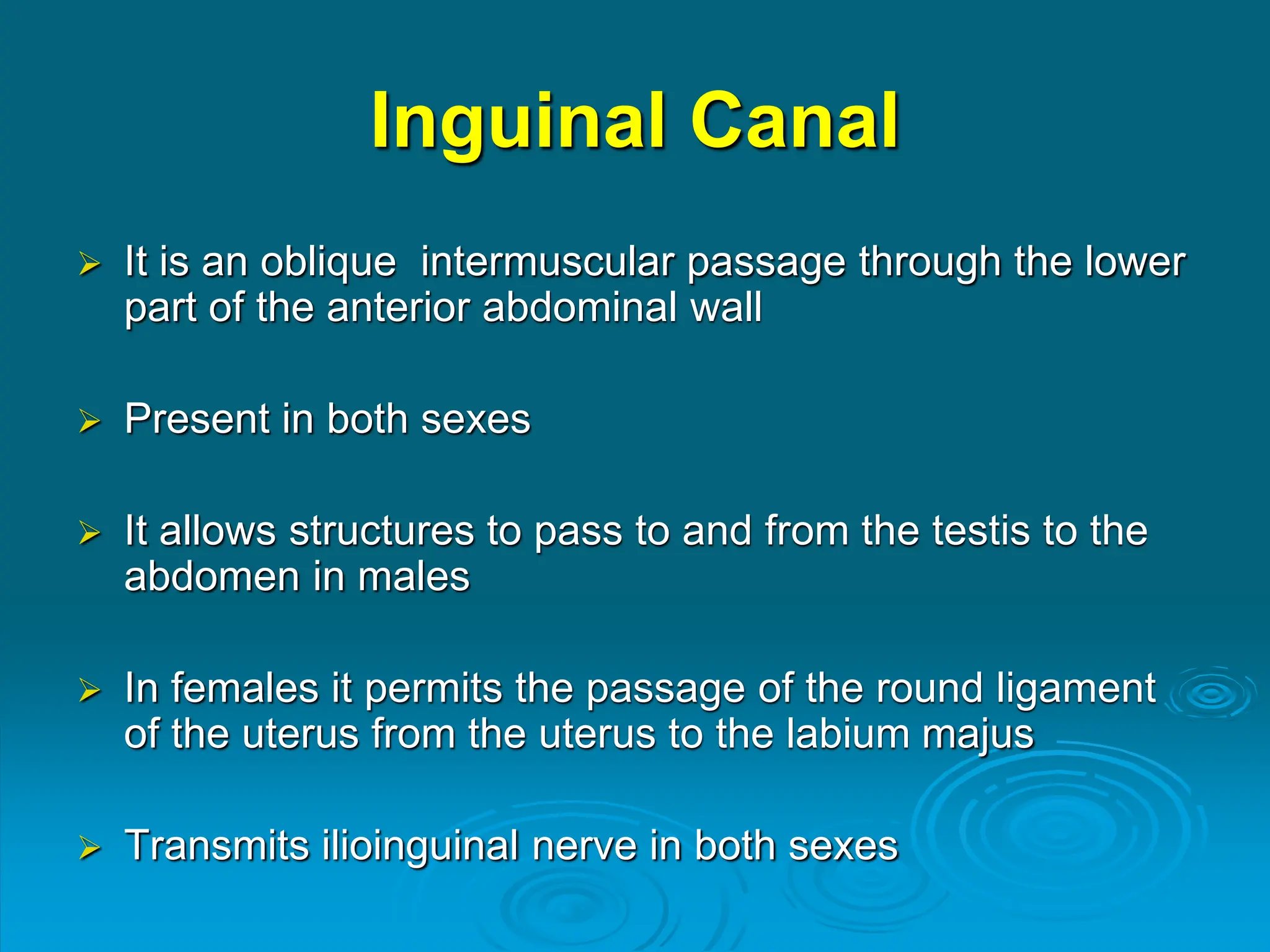 Groin anatomy inguinal hernia clinical anatomy | PPT