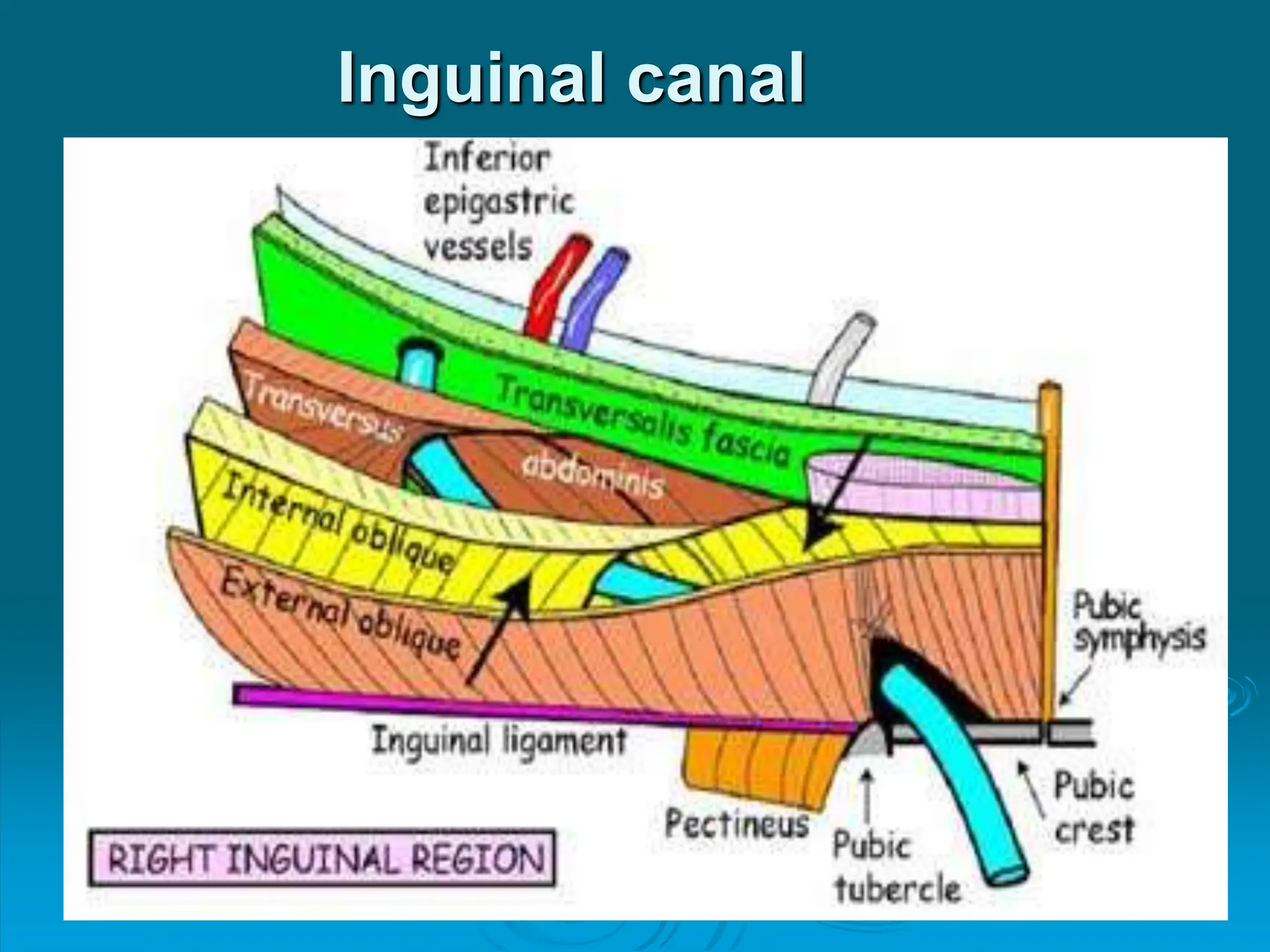 Groin anatomy inguinal hernia clinical anatomy | PPT